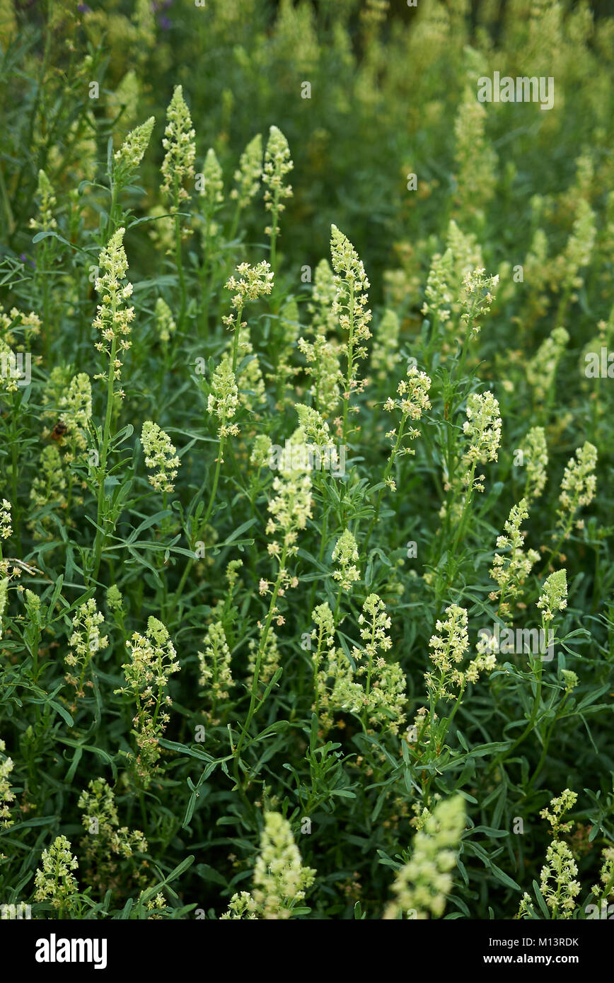 Reseda lutea hi-res stock photography and images - Alamy