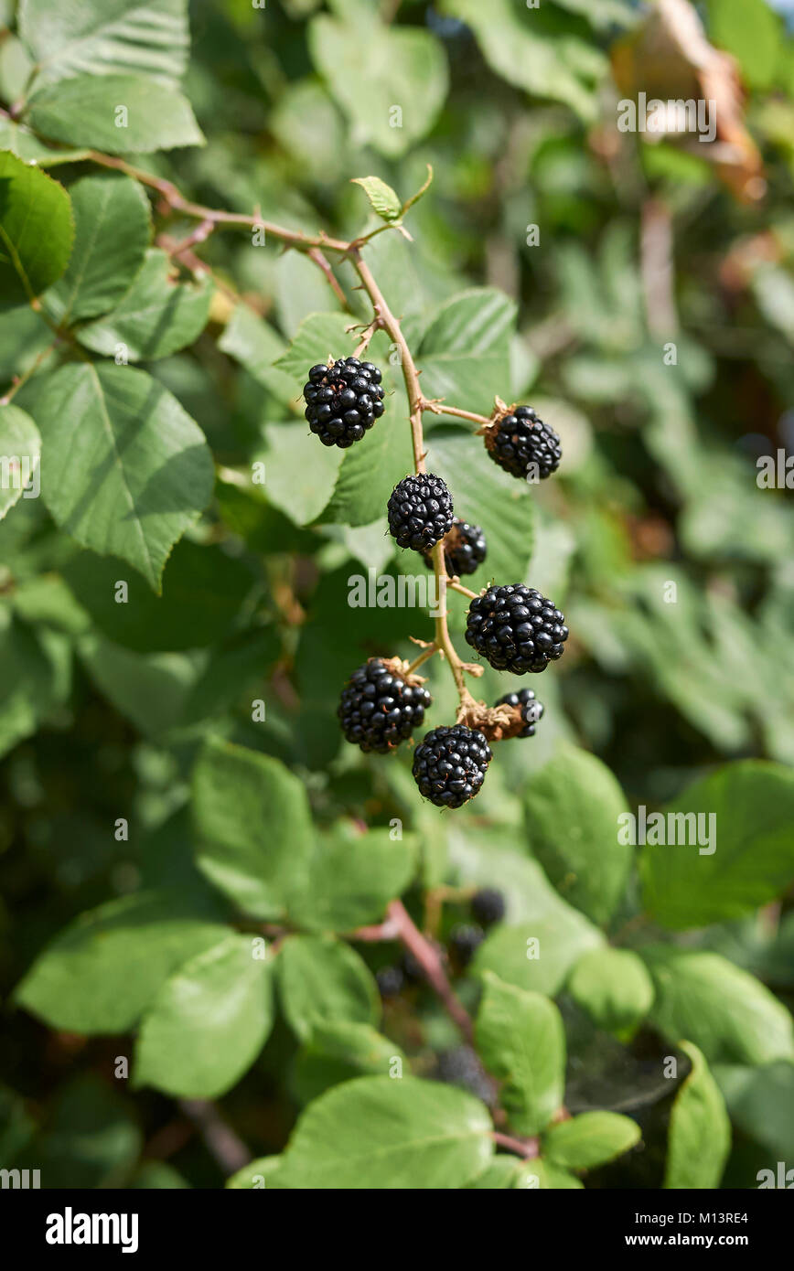 Rubus Ulmifolius High Resolution Stock Photography and Images - Alamy