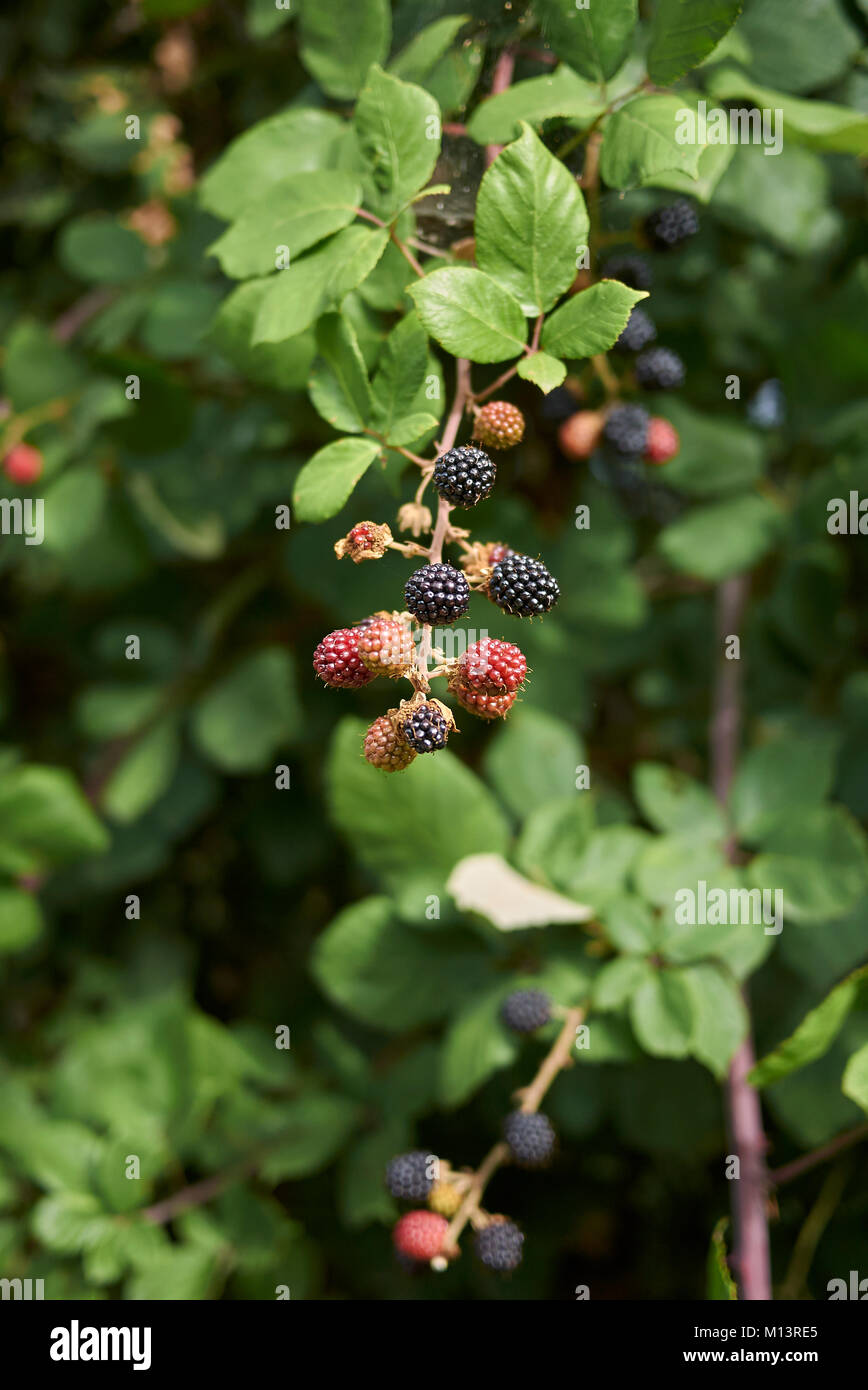 Rubus ulmifolius hi-res stock photography and images - Alamy