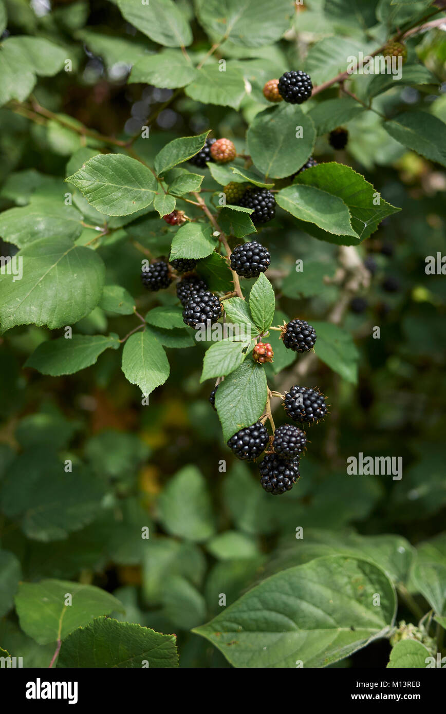 Blackberry rubus ulmifolius black rubus hi-res stock photography and ...