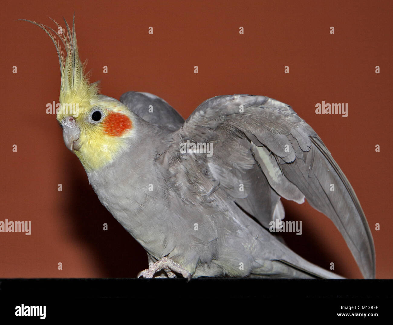 Cockatiels hi-res stock photography and images - Alamy