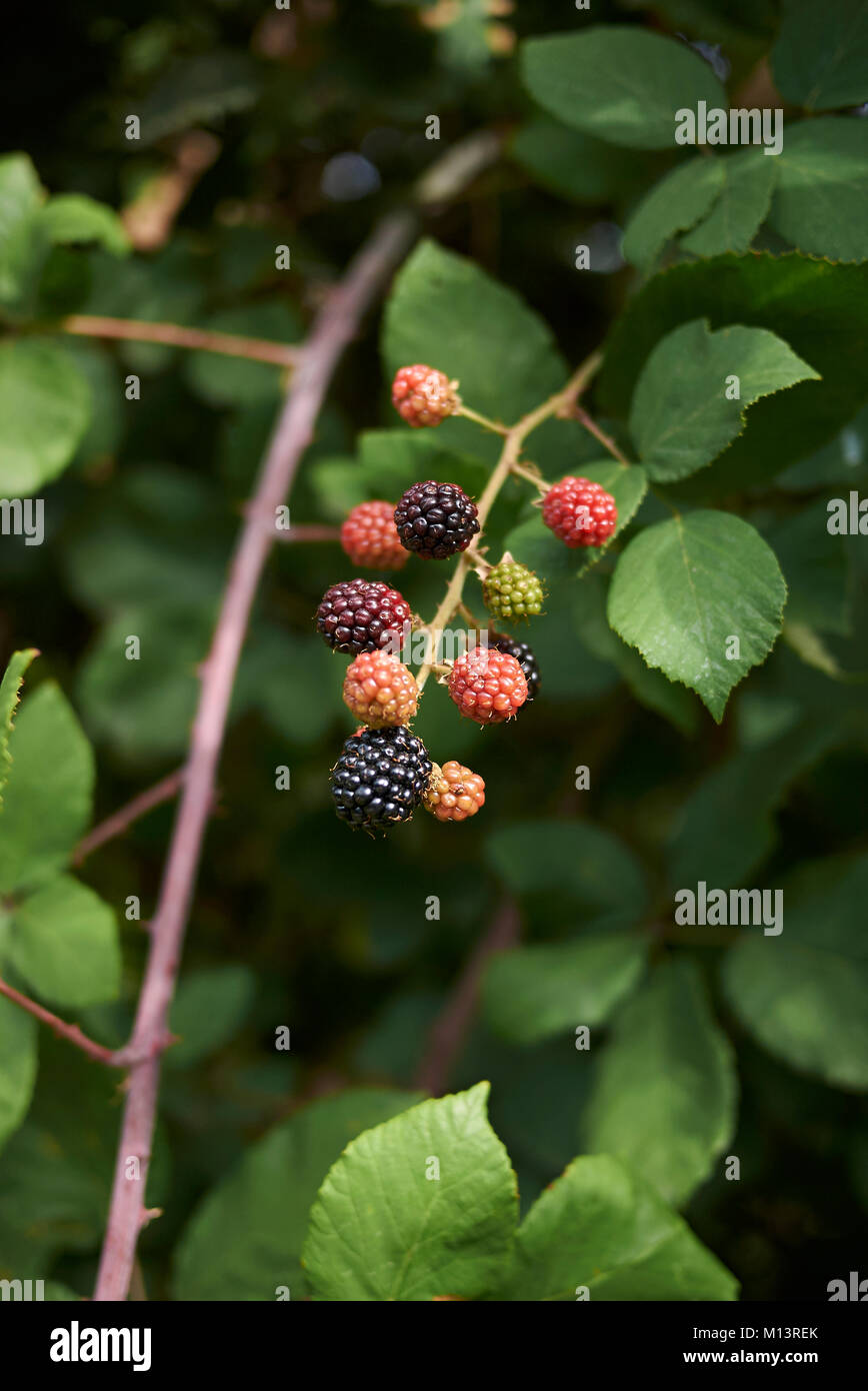 Blackberry rubus ulmifolius black rubus hi-res stock photography and ...