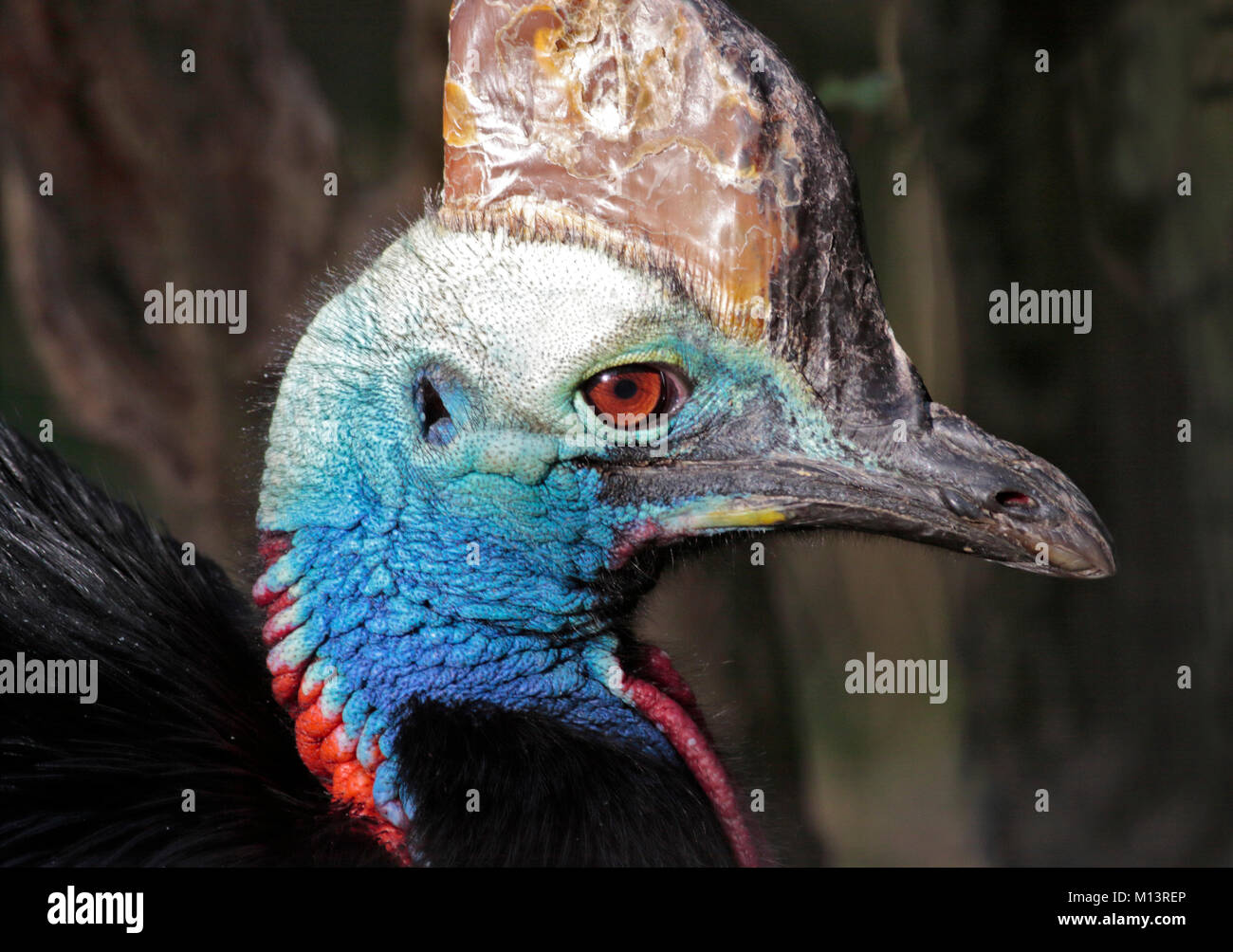 Southern Cassowary (casuarius casuarius Stock Photo - Alamy