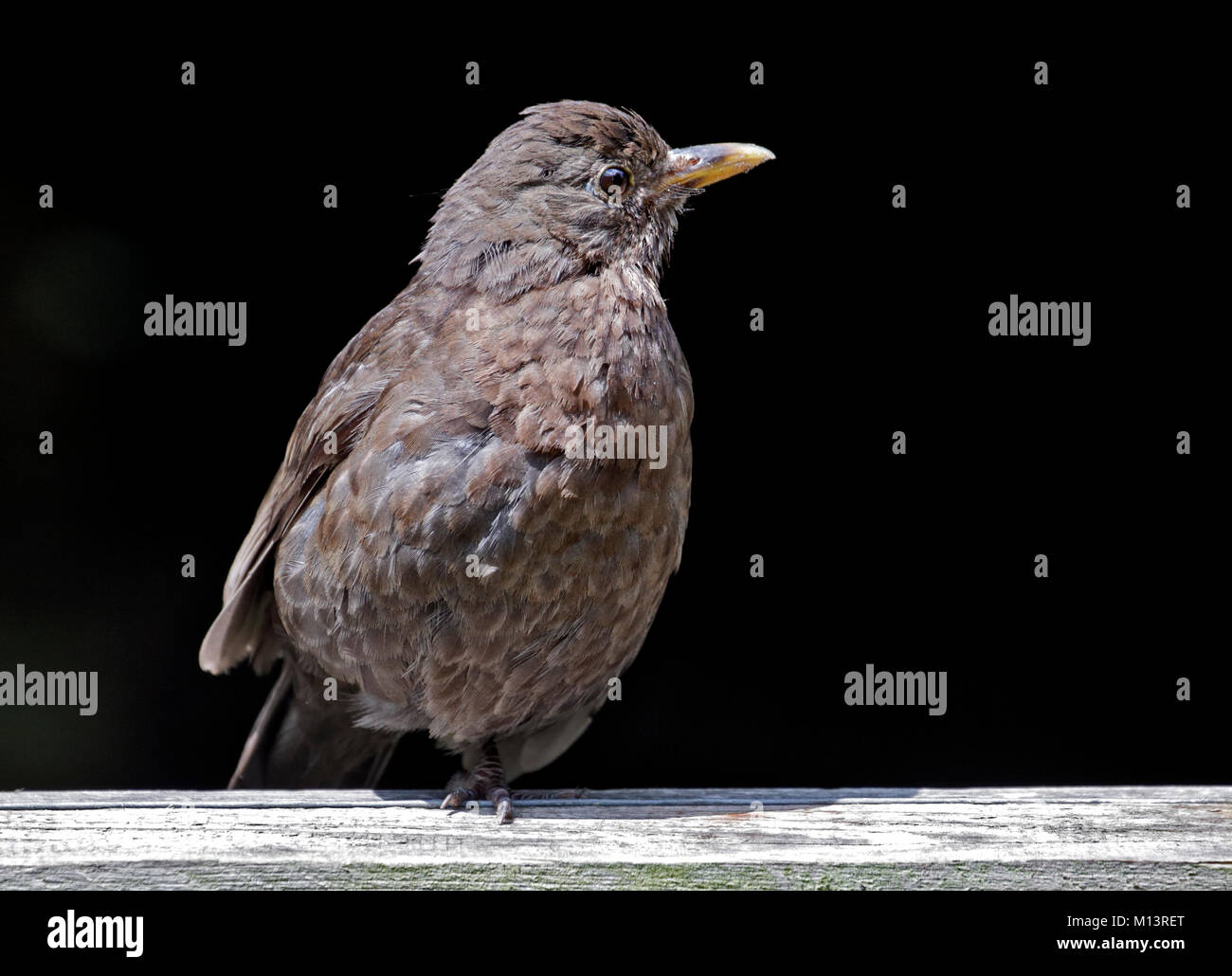 Female blackbirds hi-res stock photography and images - Alamy
