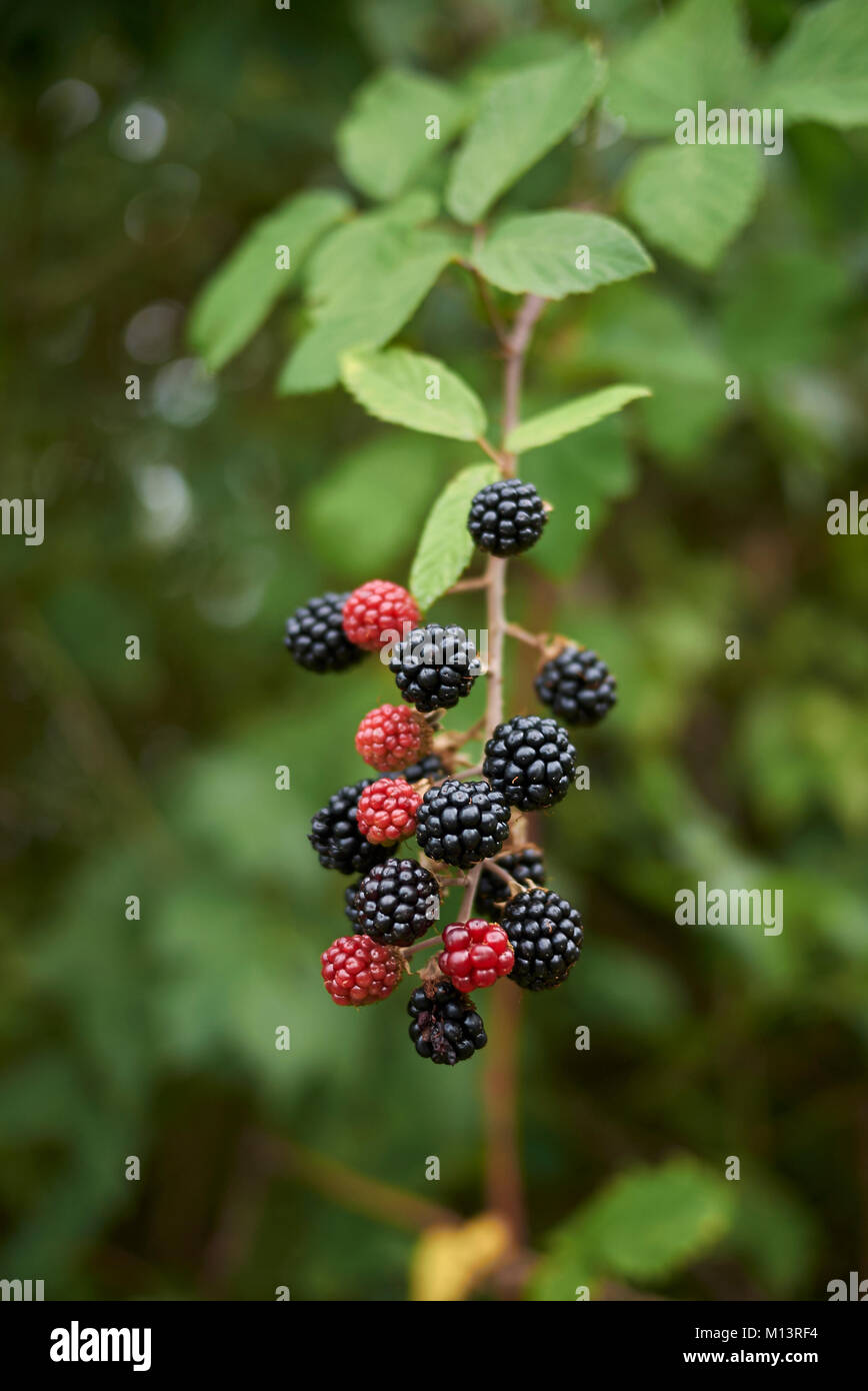 Blackberry rubus ulmifolius black rubus hi-res stock photography and ...