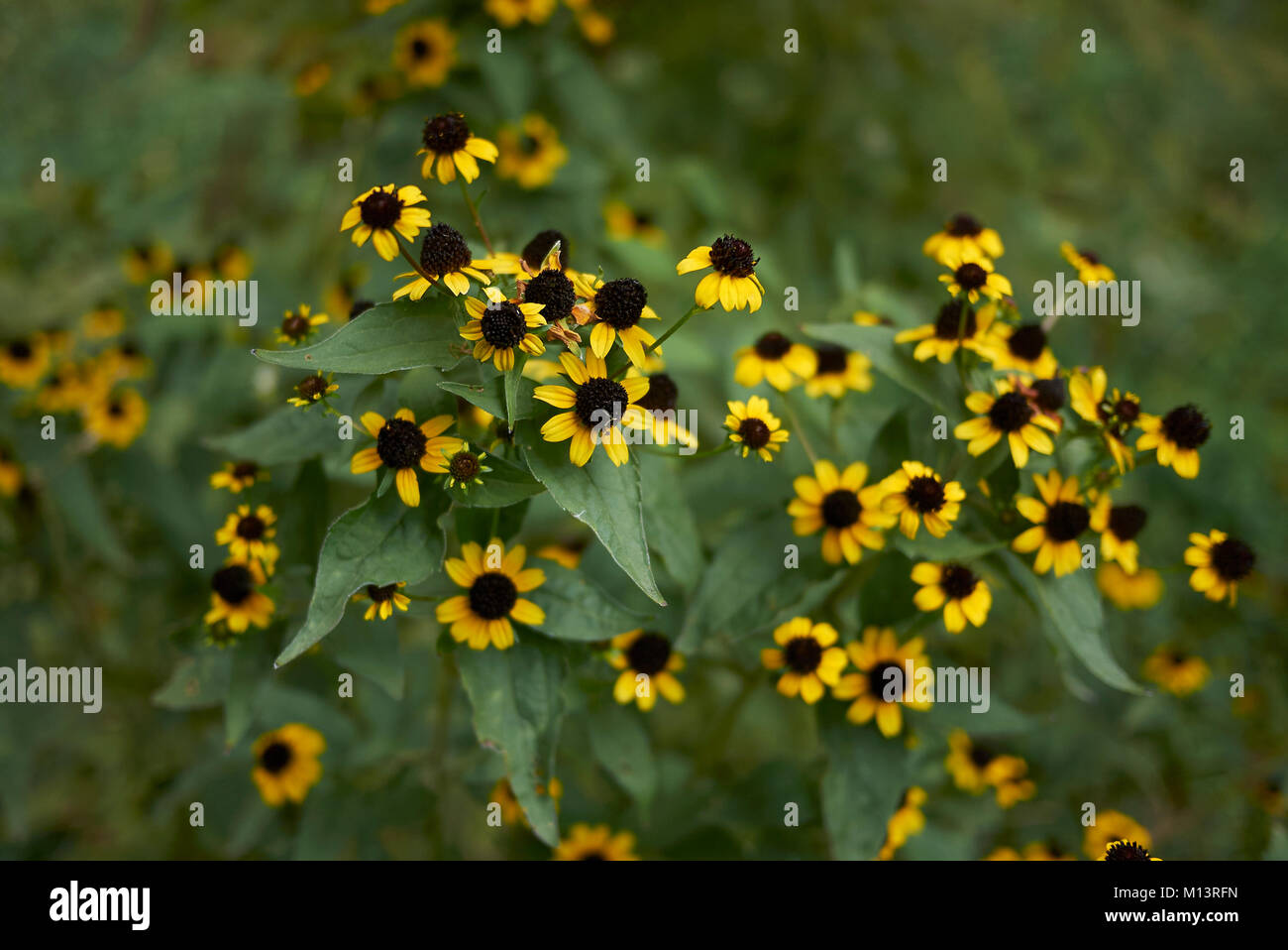 Rudbeckia brilliant hi-res stock photography and images - Alamy