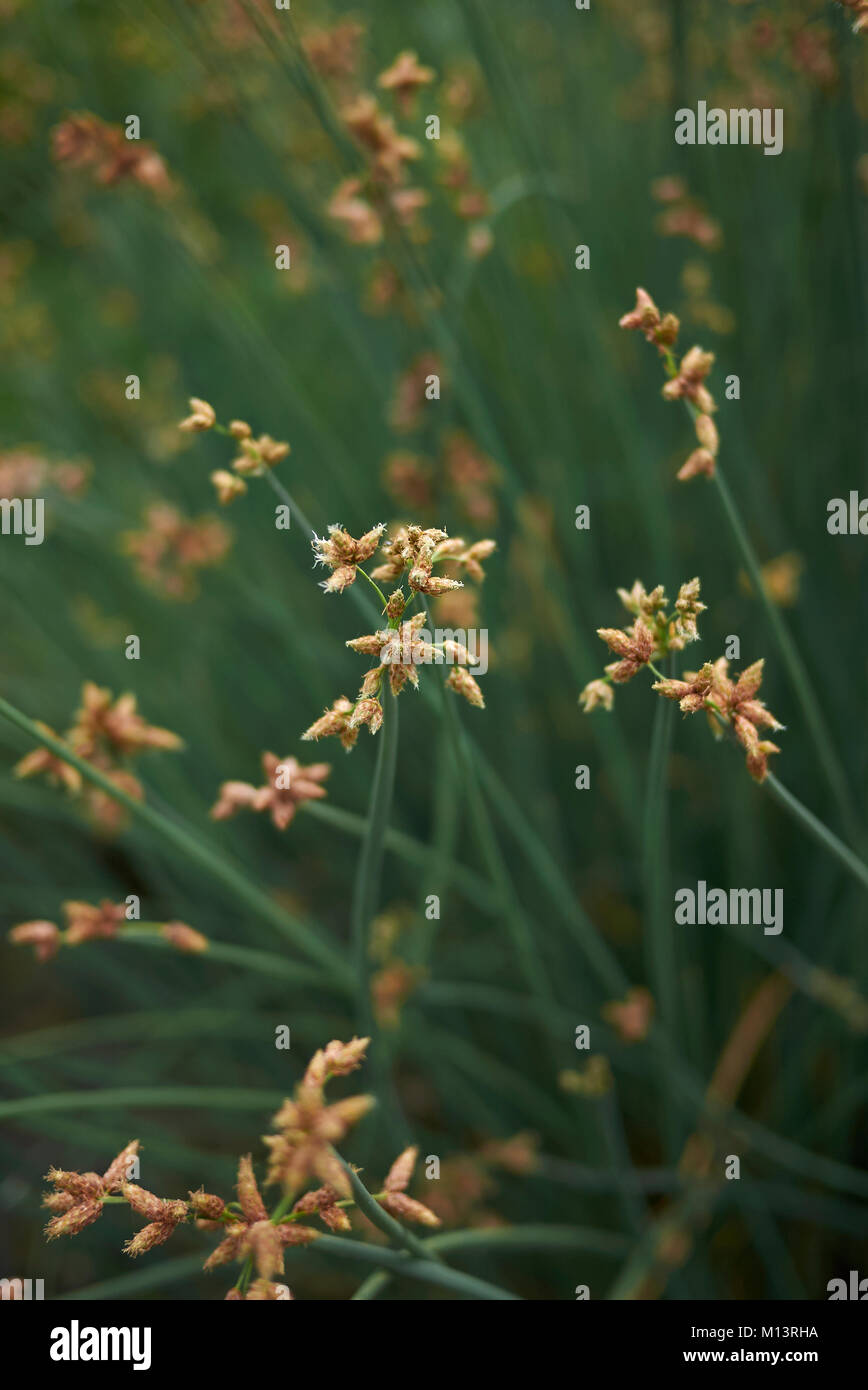 Hardstem bulrush scirpus acutus hi-res stock photography and images - Alamy