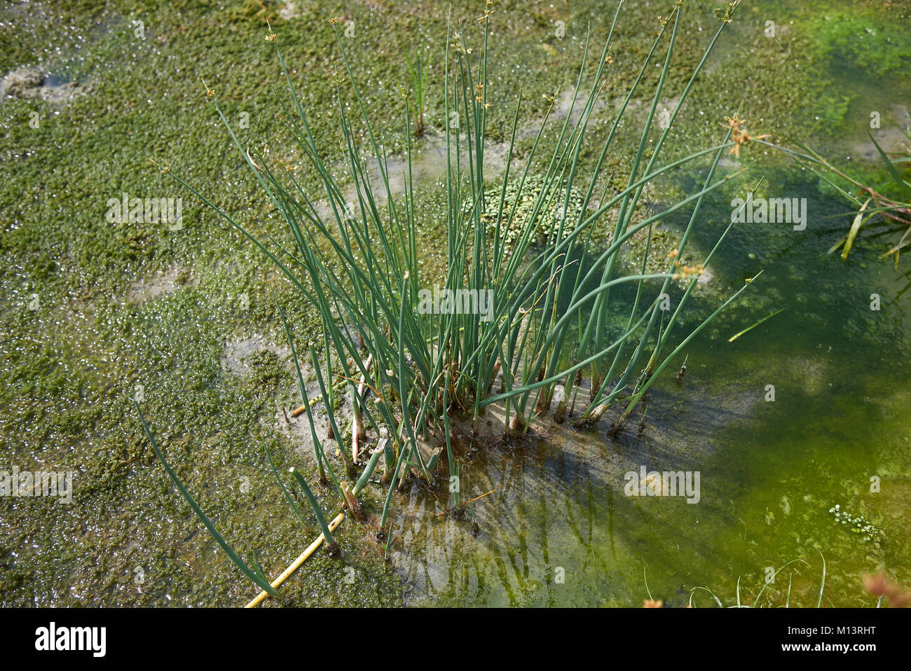 Common tule hardstem tule tule hi-res stock photography and images - Alamy
