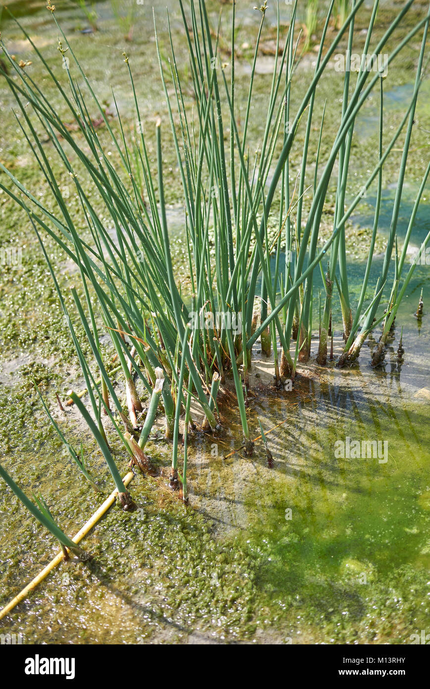 Hardstem bulrush scirpus acutus hi-res stock photography and images - Alamy