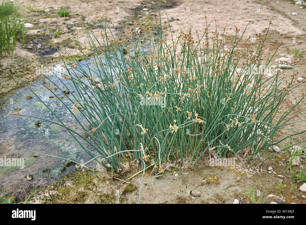 Common tule hardstem tule tule hi-res stock photography and images - Alamy