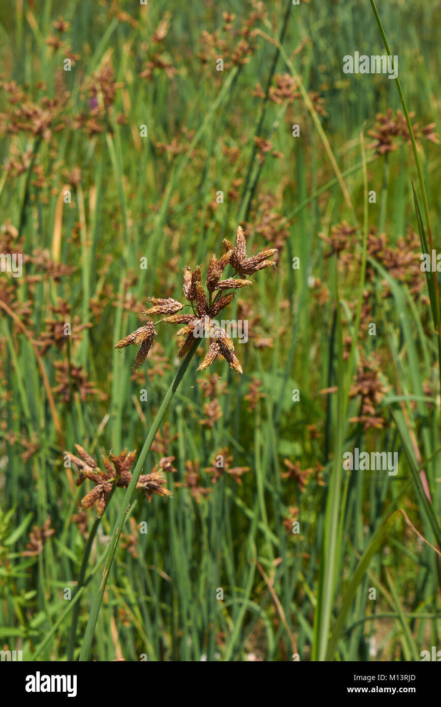 Hardstem bulrush scirpus acutus hi-res stock photography and images - Alamy
