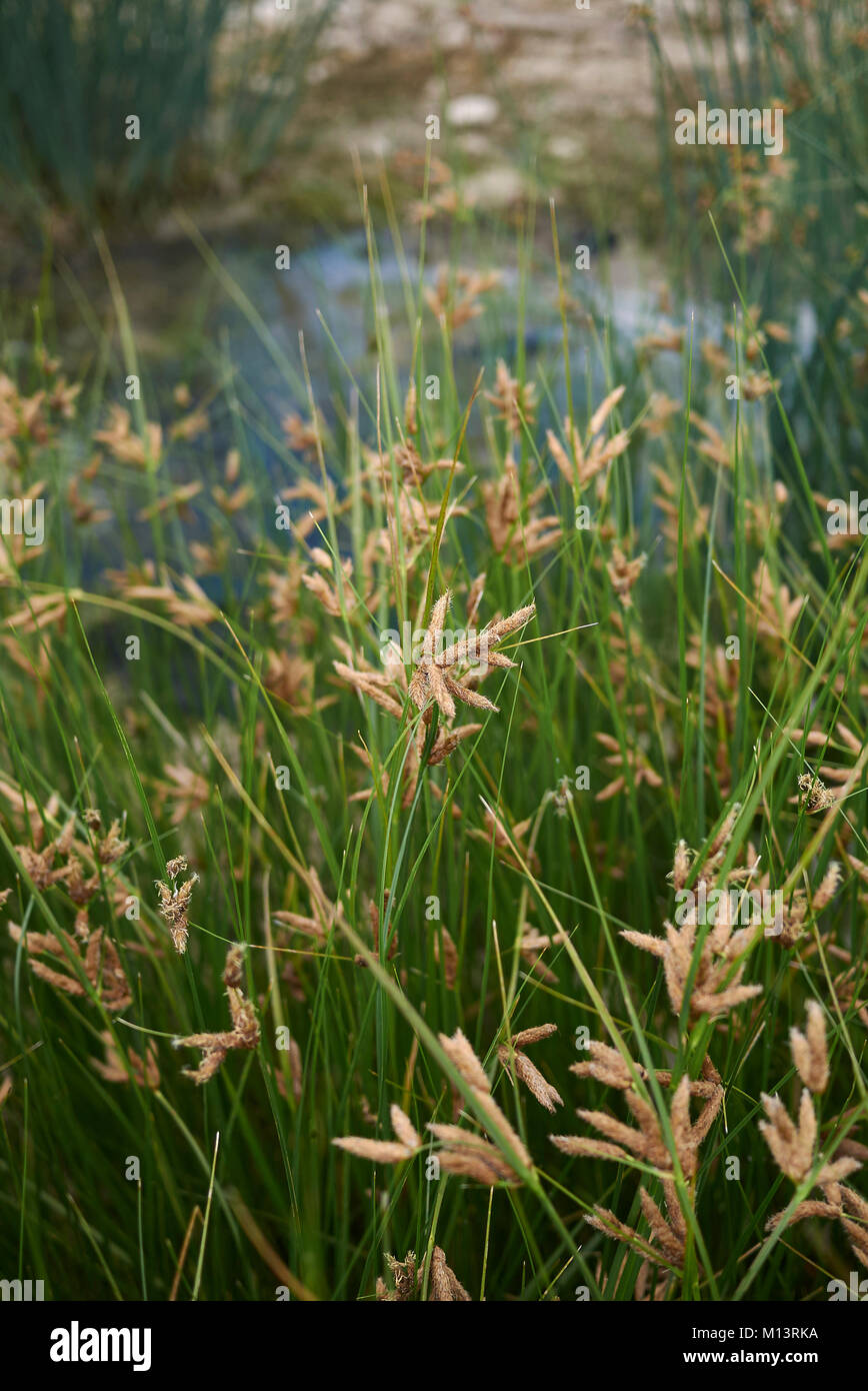 Sharp club rush hi-res stock photography and images - Alamy