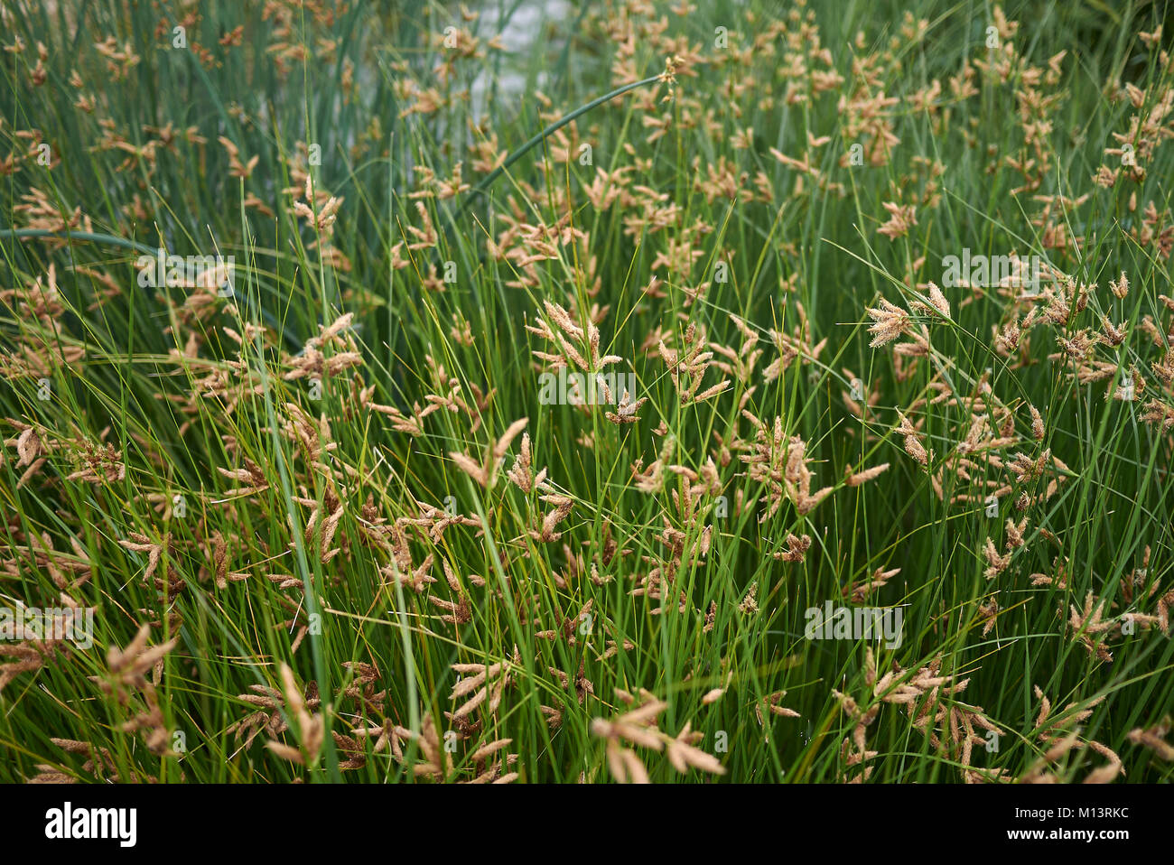 Three square sedge hi-res stock photography and images - Alamy