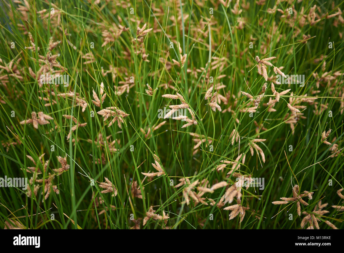 Sharp club rush hi-res stock photography and images - Alamy