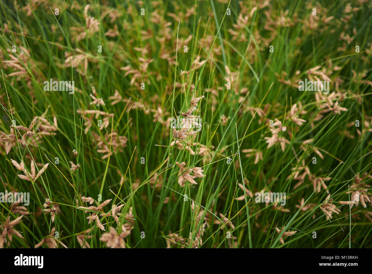 Sharp club rush hi-res stock photography and images - Alamy