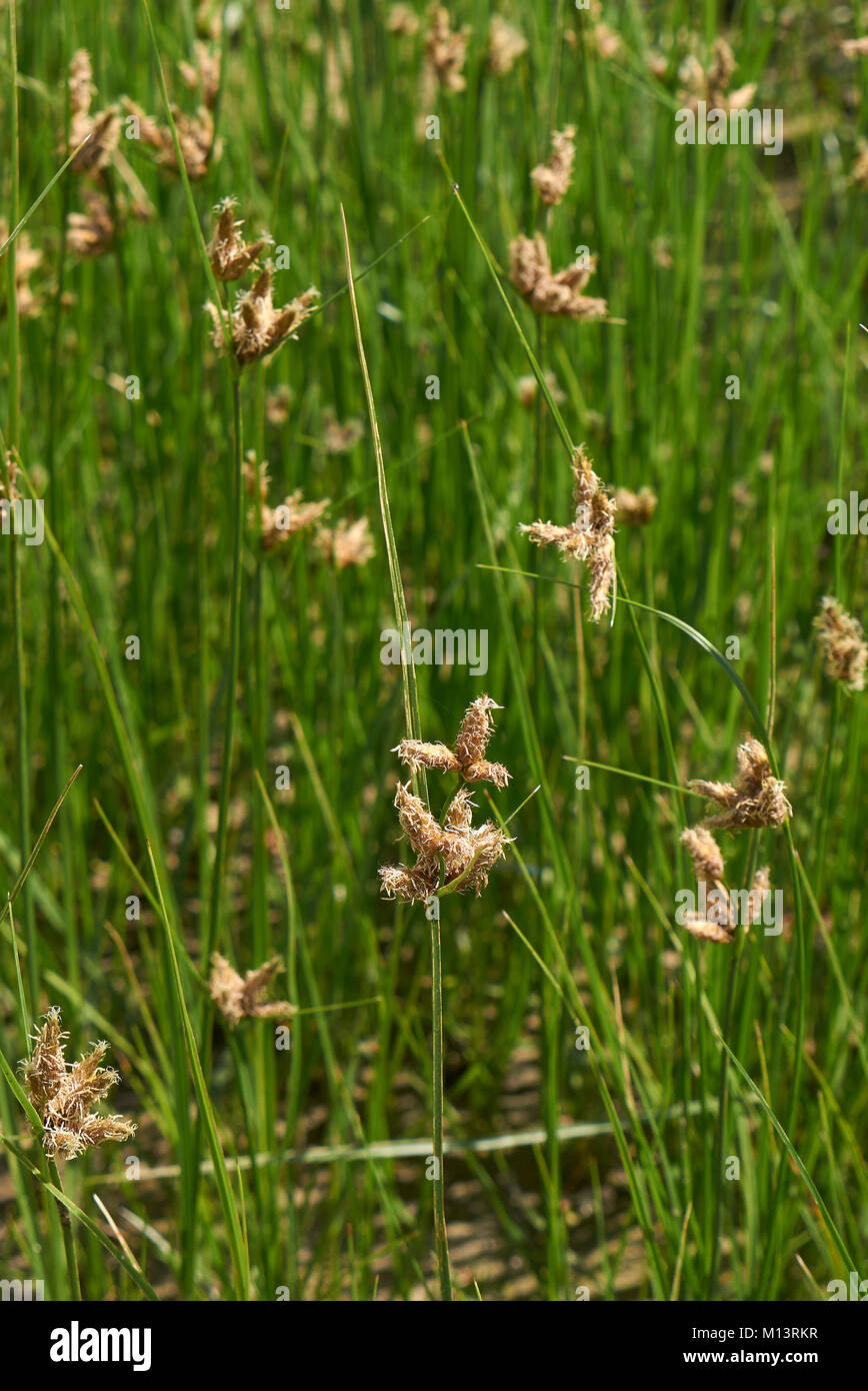 Three square sedge hi-res stock photography and images - Alamy