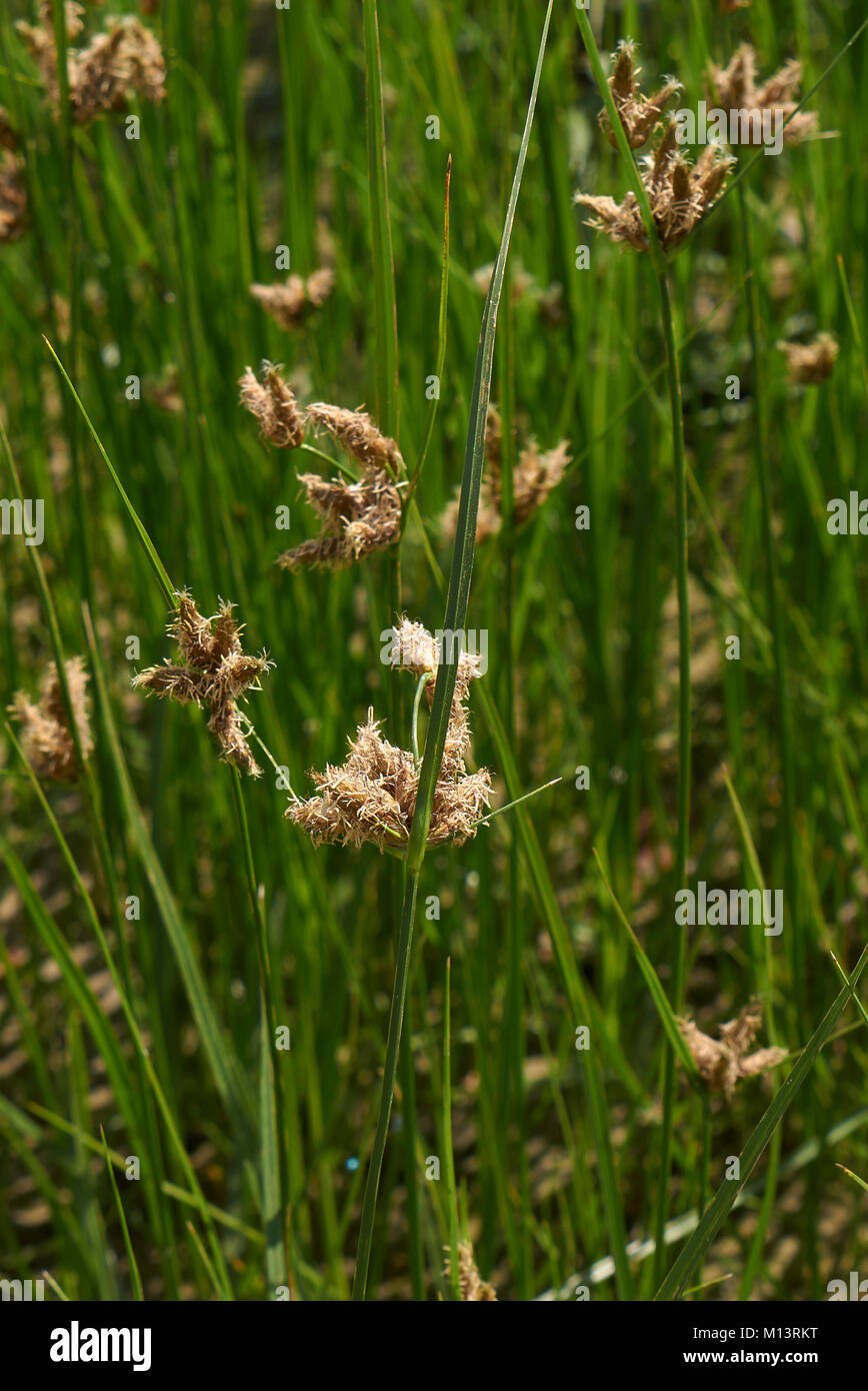 Three square sedge hi-res stock photography and images - Alamy