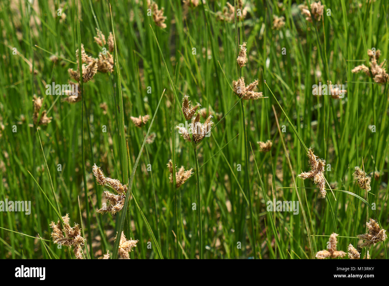 Sharp club rush hi-res stock photography and images - Alamy