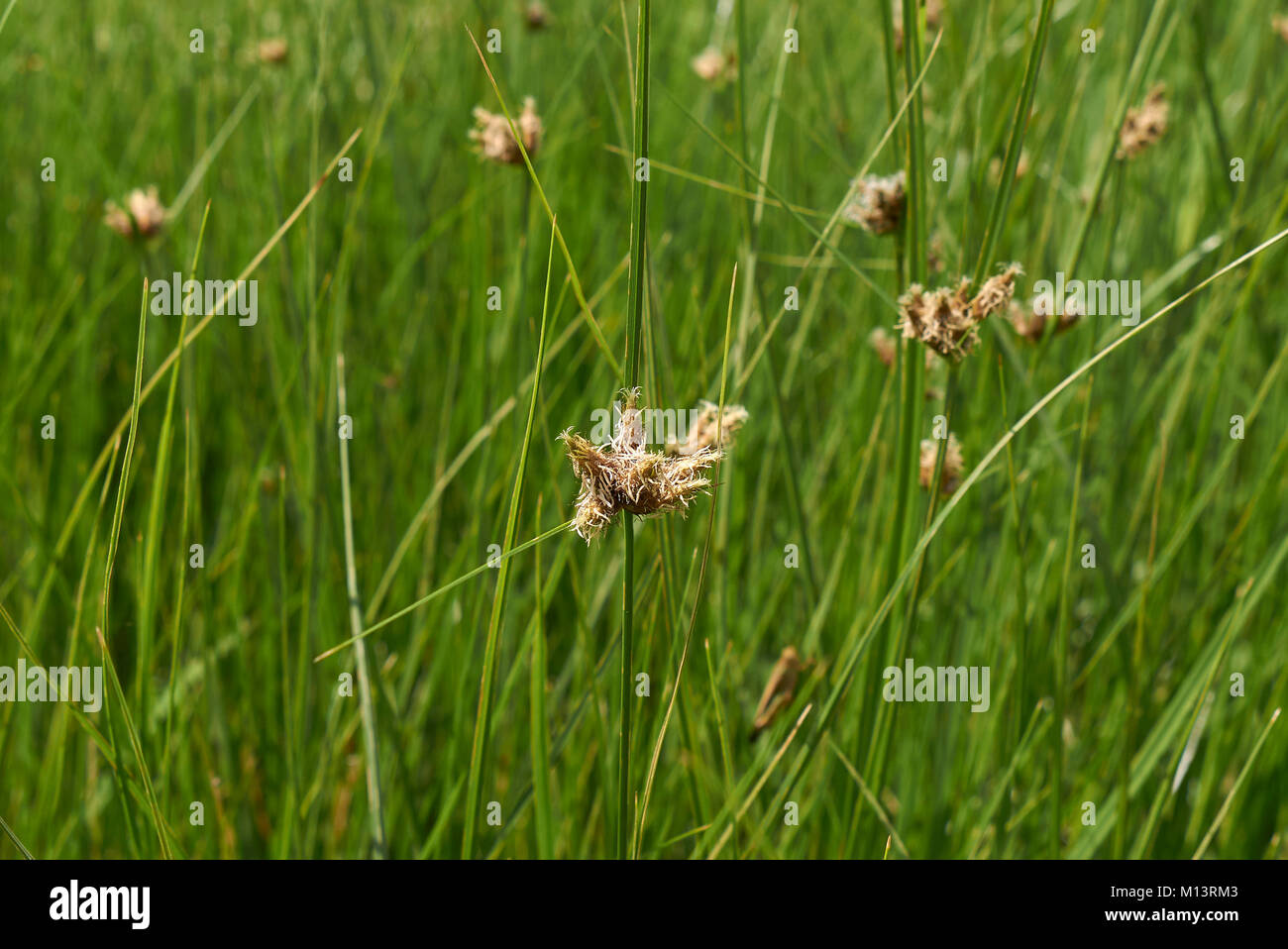 Three square sedge hi-res stock photography and images - Alamy