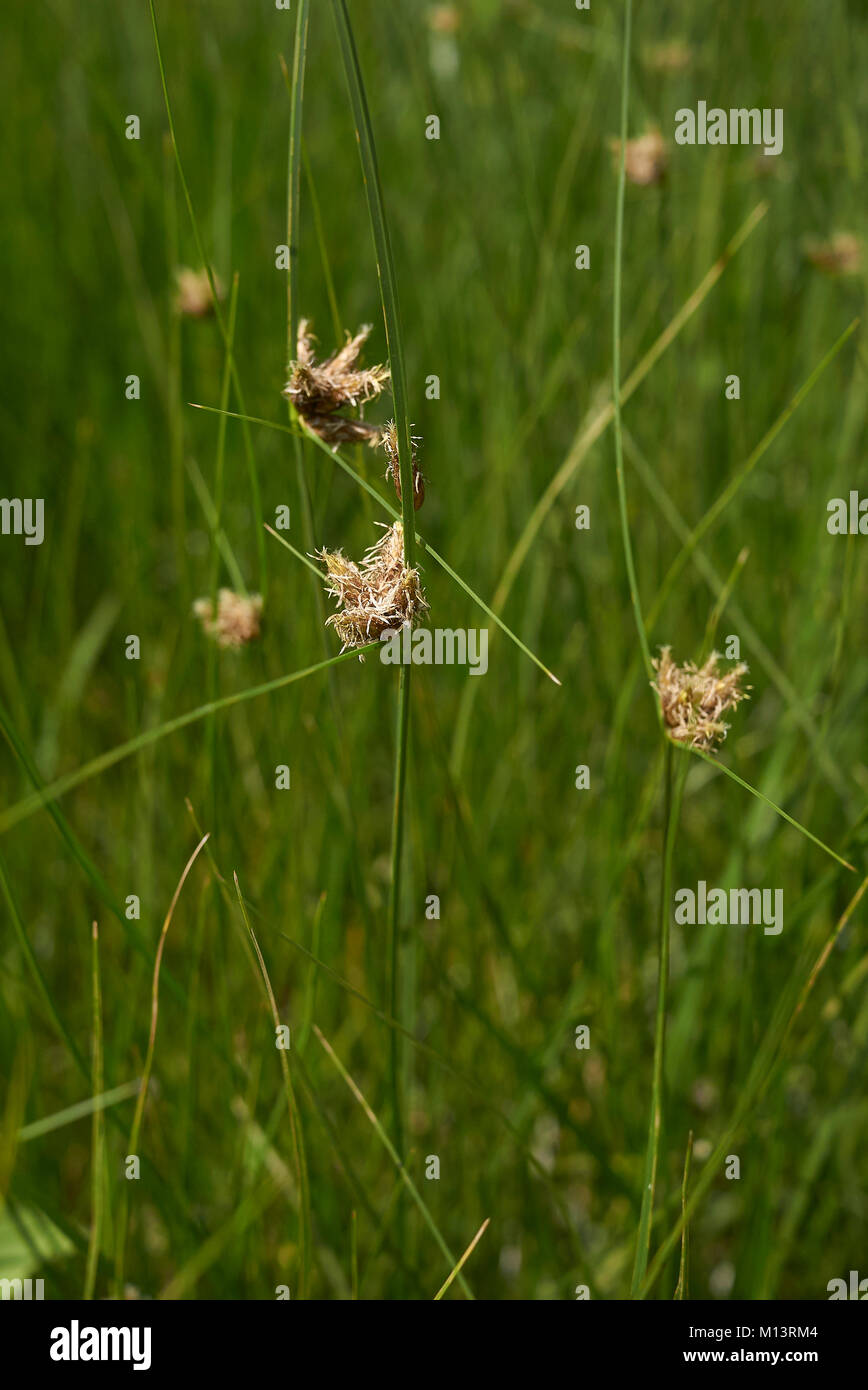 Three square sedge hi-res stock photography and images - Alamy