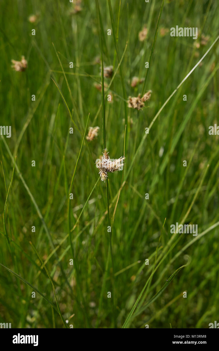Sharp club rush hi-res stock photography and images - Alamy