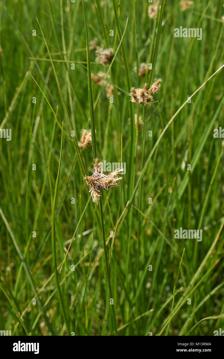 Sharp club rush hi-res stock photography and images - Alamy