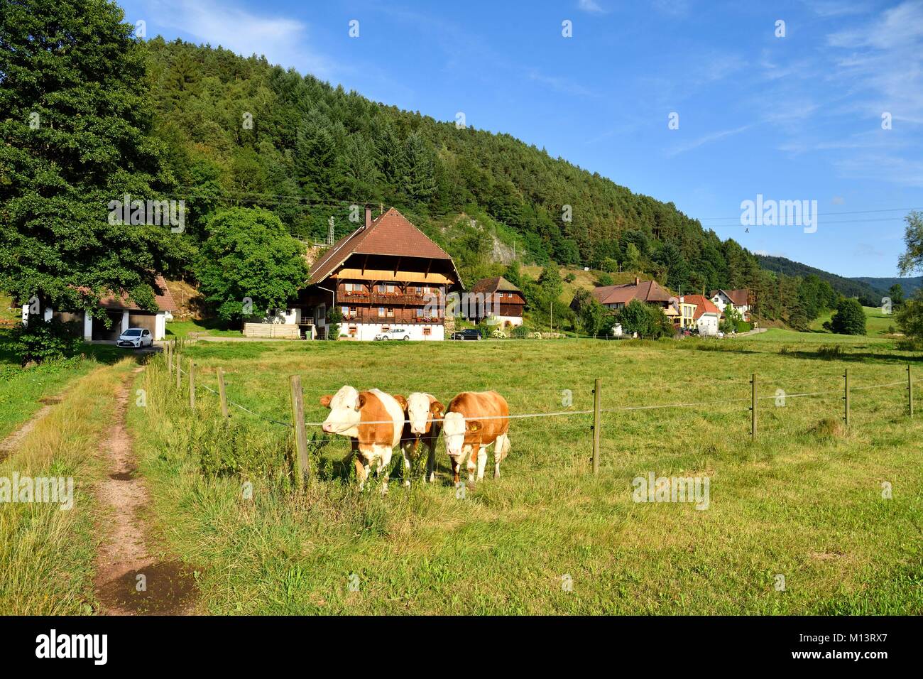 Cow black forest germany hi-res stock photography and images - Alamy