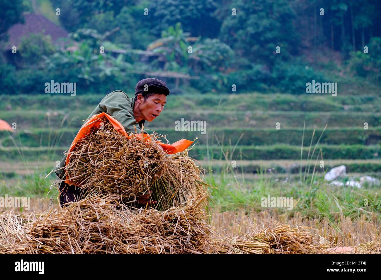 Vietnam, Ha Giang, Hoang Su Phi, man carrying sheafs of rice Stock ...