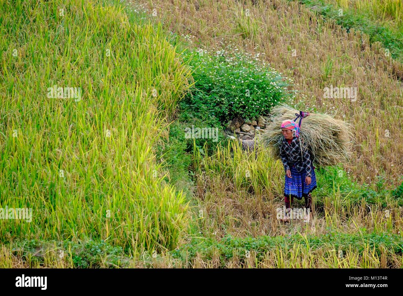 Woman carrying rice in rice hi-res stock photography and images - Alamy