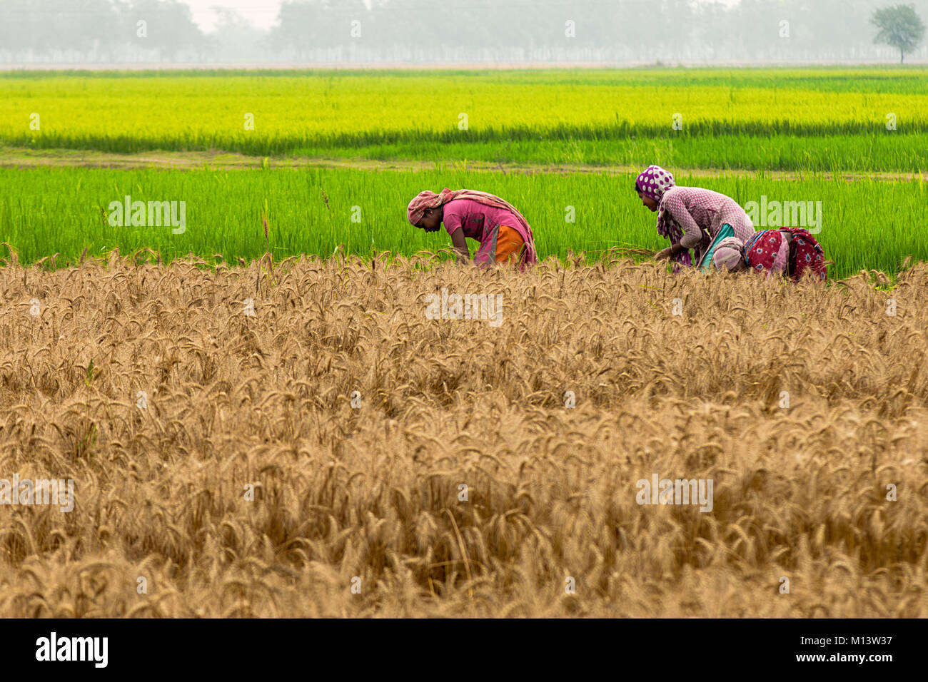 paddy field in india Stock Photo - Alamy