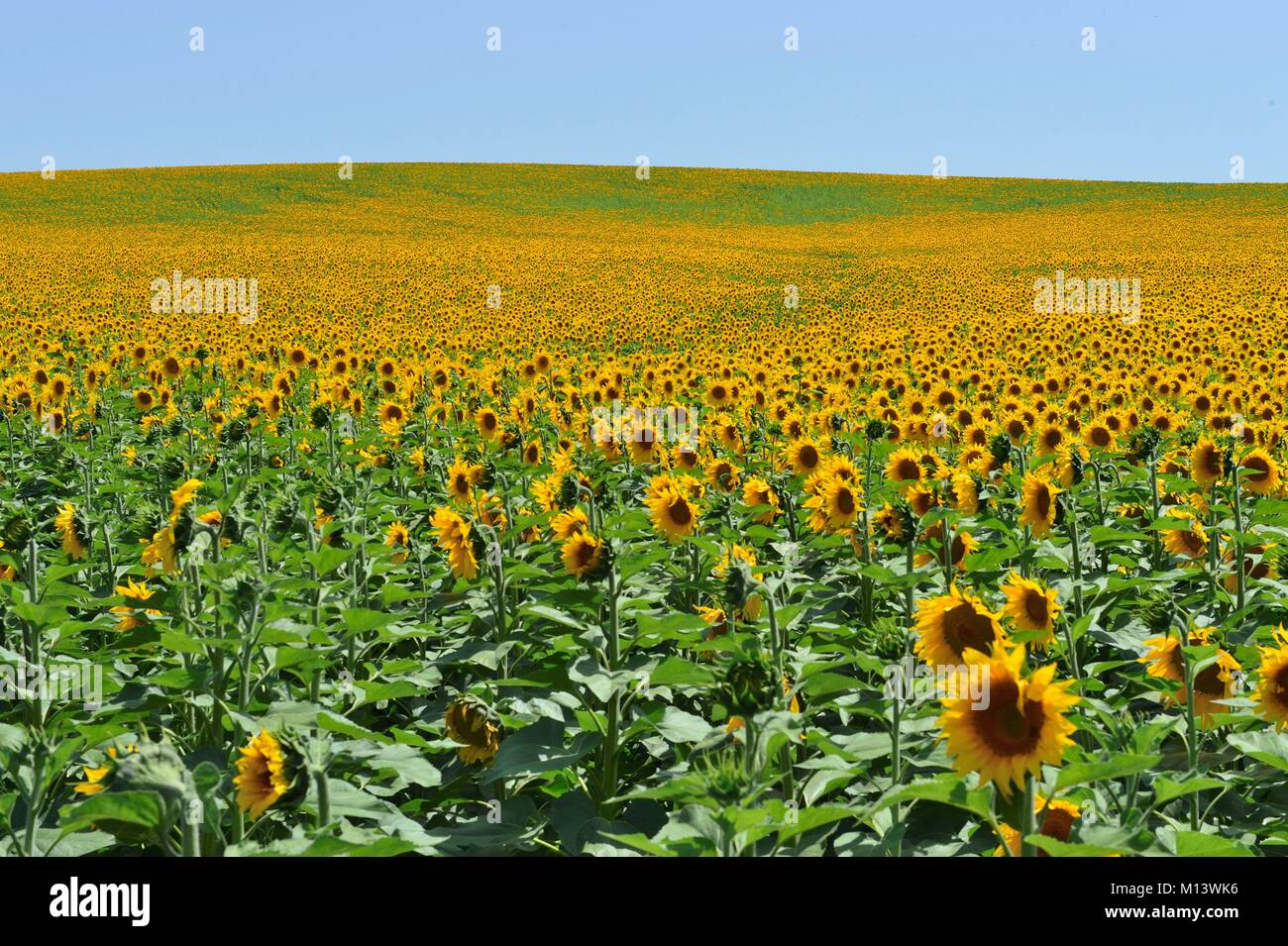 Spain, Andalusia, Jerez de la Frontera, sunflower fields Stock Photo ...