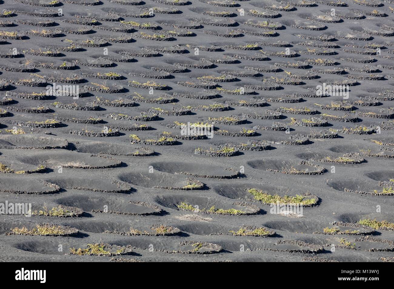 Volcanic lapilli vineyards hi-res stock photography and images - Alamy