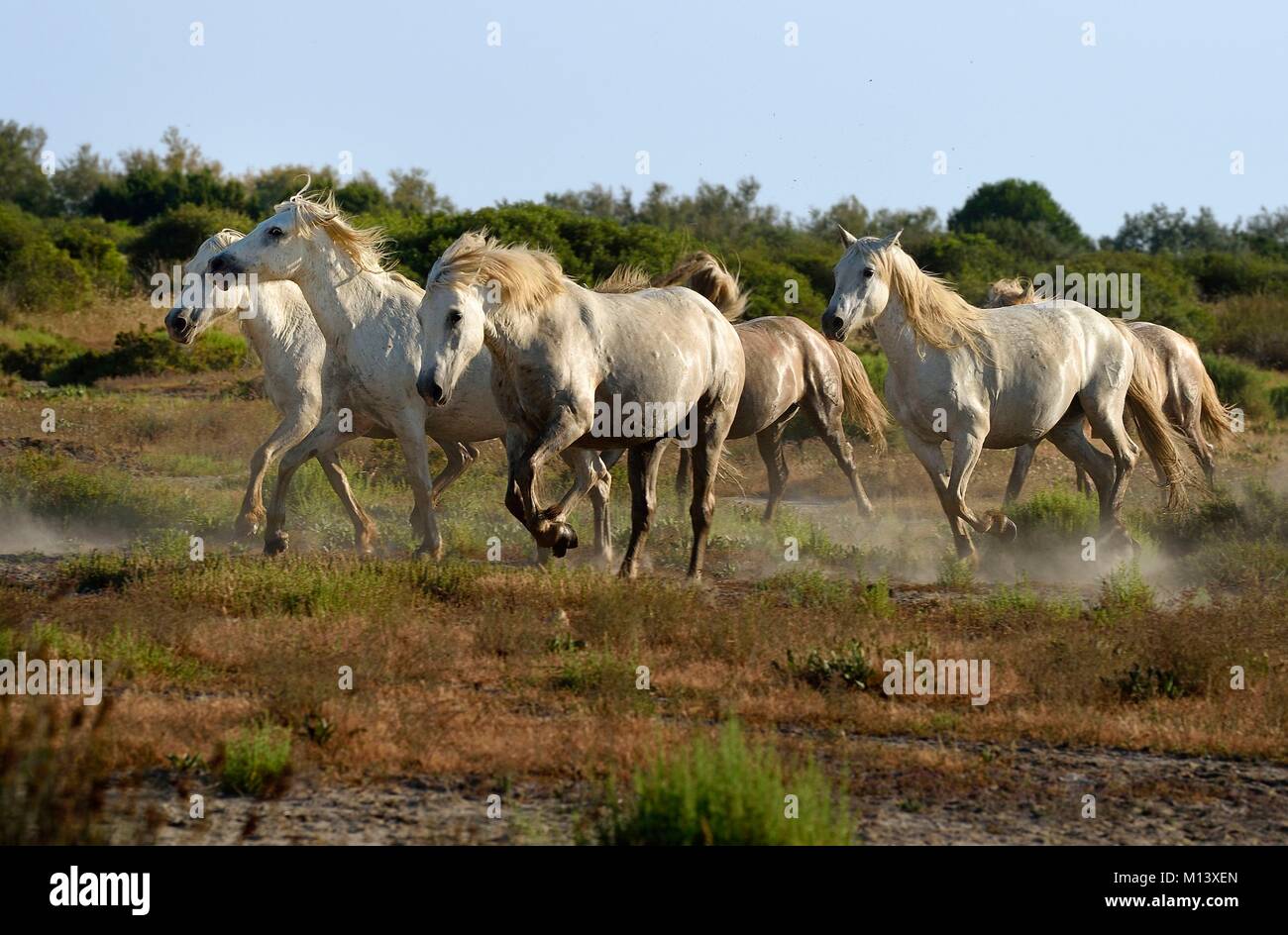 France, Bouches du Rhone, Parc naturel regional de Camargue (Regional ...