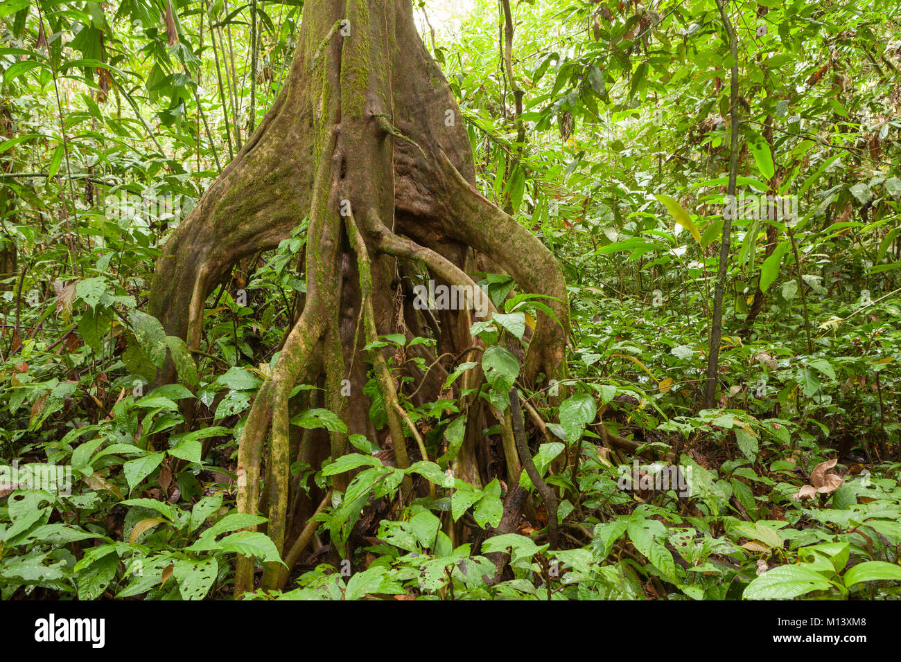 Big tree deep in rainforest borneo Stock Photo - Alamy