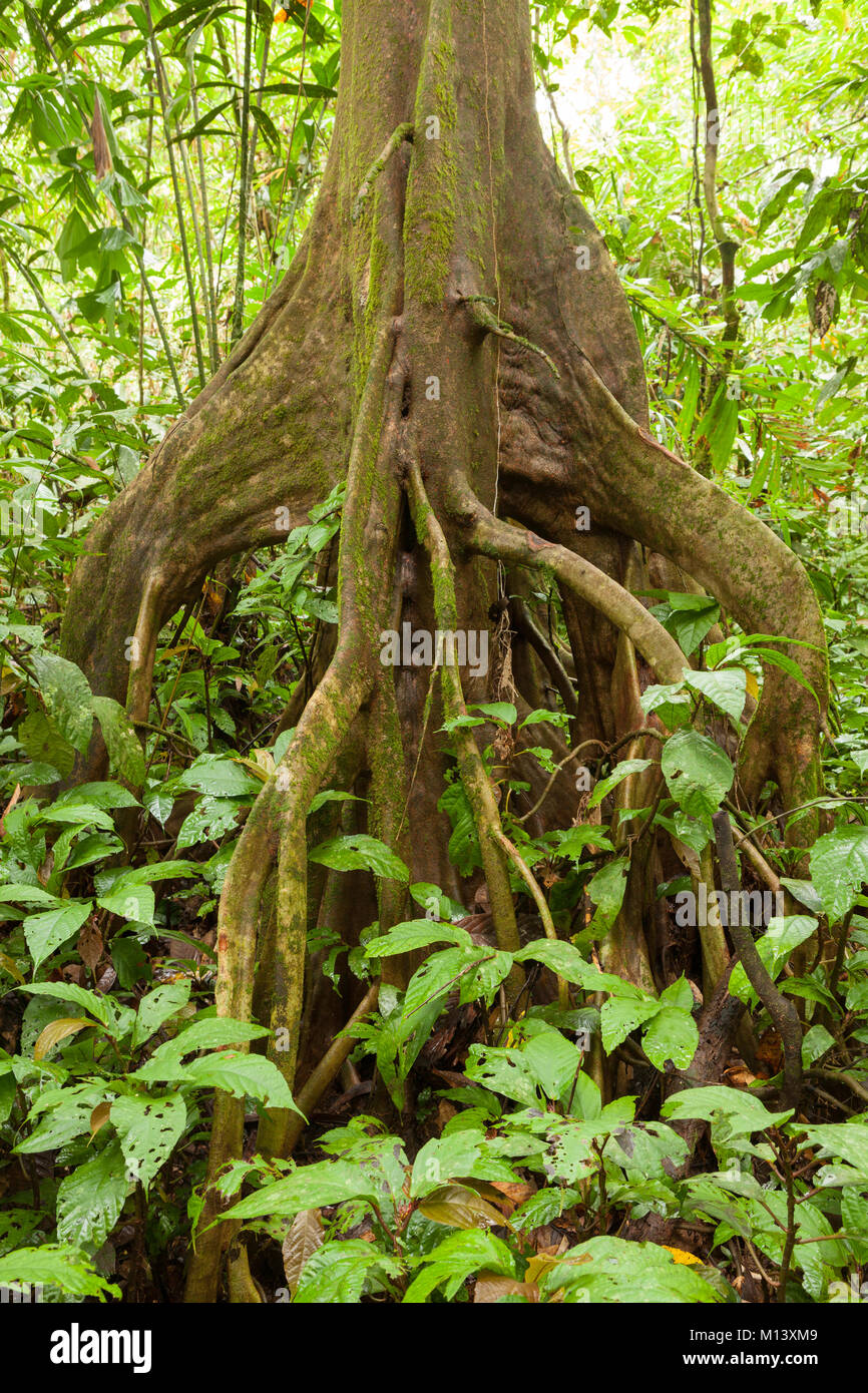 Big tree deep in rainforest borneo Stock Photo - Alamy