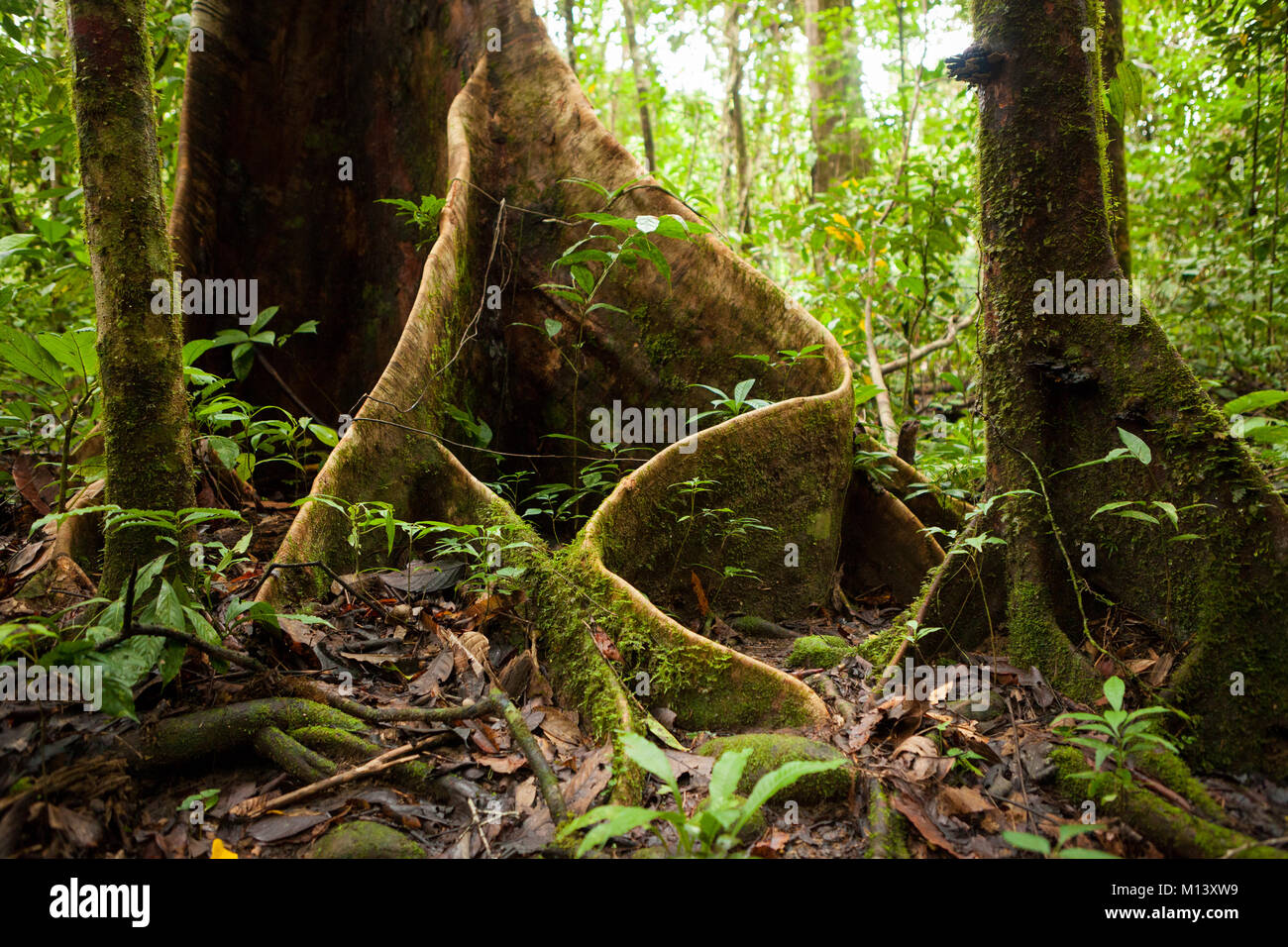 Buttress tree roots in rainforest Stock Photo - Alamy