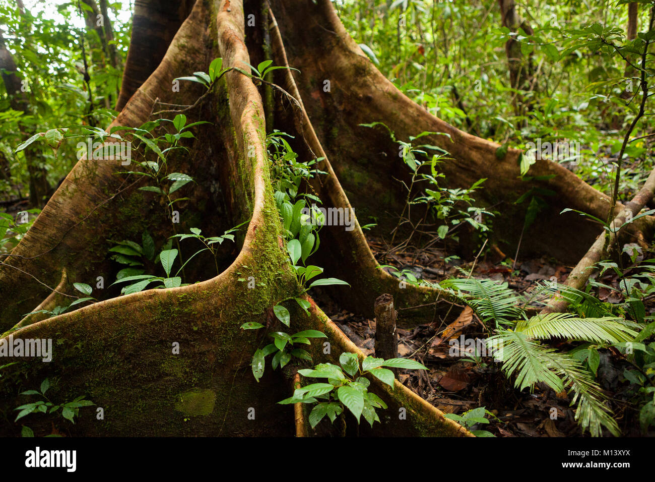 Tree buttress roots in hi-res stock photography and images - Alamy
