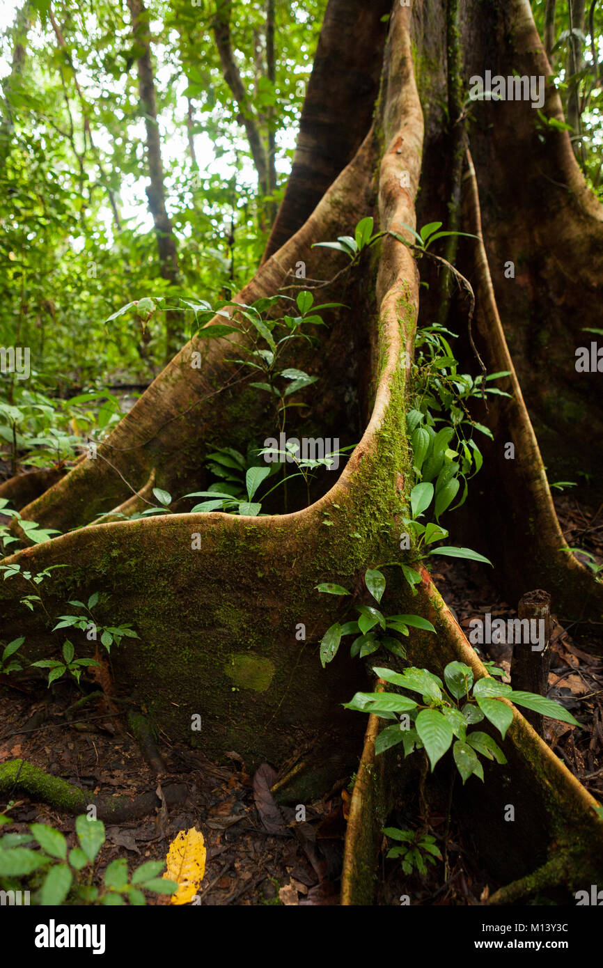 Buttress tree roots in rainforest Stock Photo - Alamy