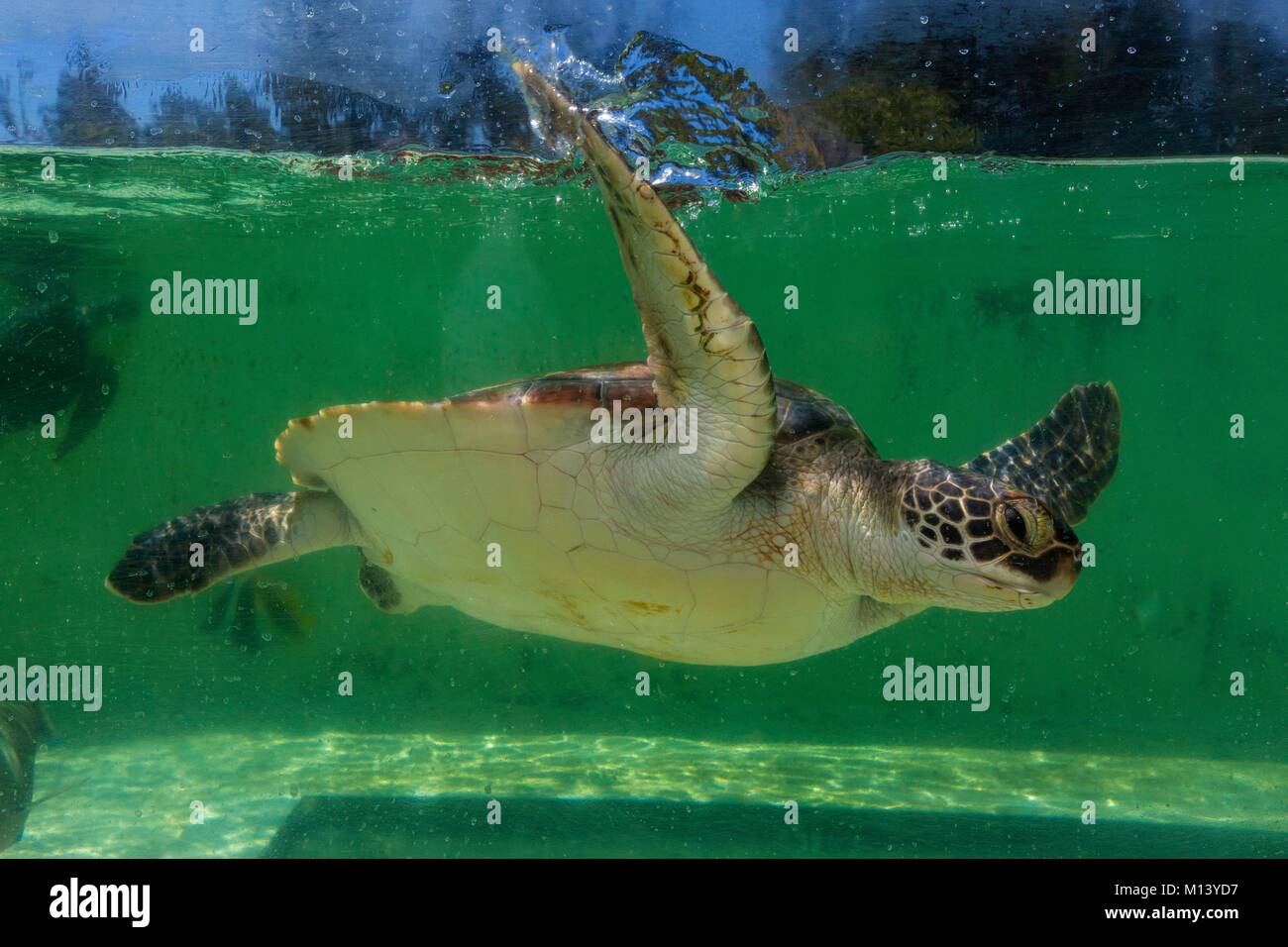 France, Reunion island, Kelonia, turtle care center, marine turtle ...