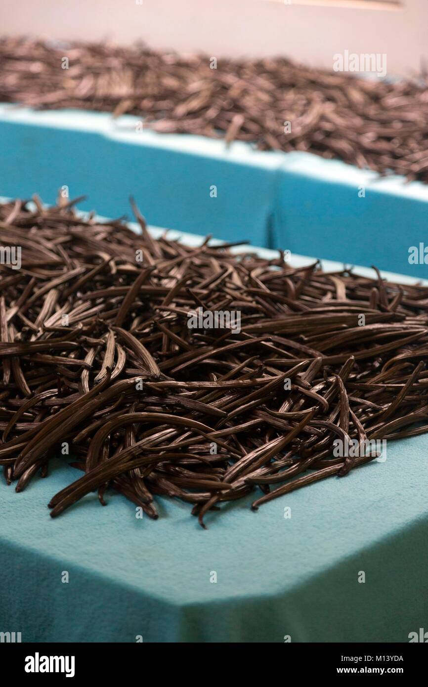France, Reunion island, blue vanilla Stock Photo - Alamy