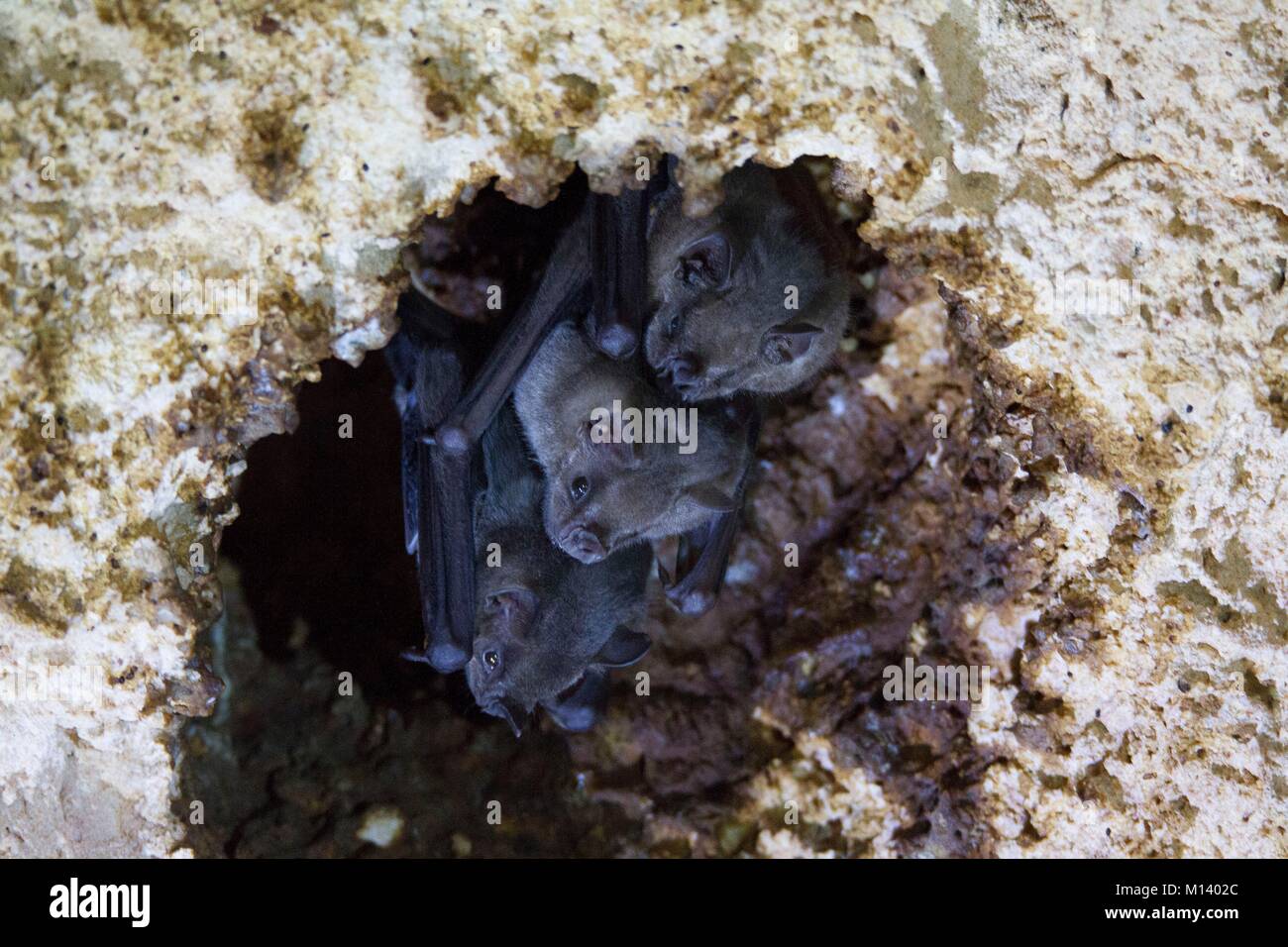 Bat cave cuba hi-res stock photography and images - Alamy