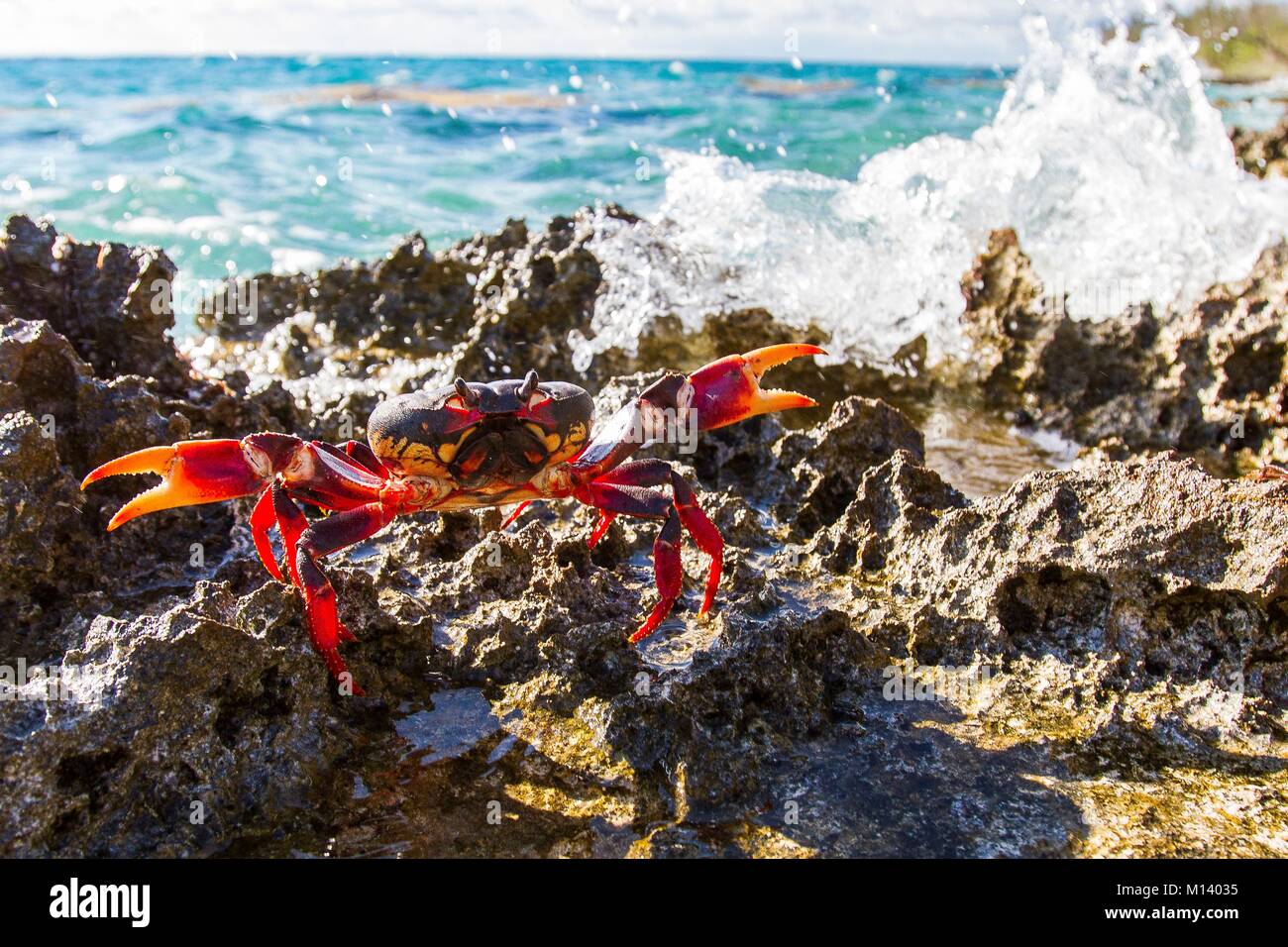 Cuba, Zapata Peninsula, Bay of Pigs, crabs cross the road to breed ...