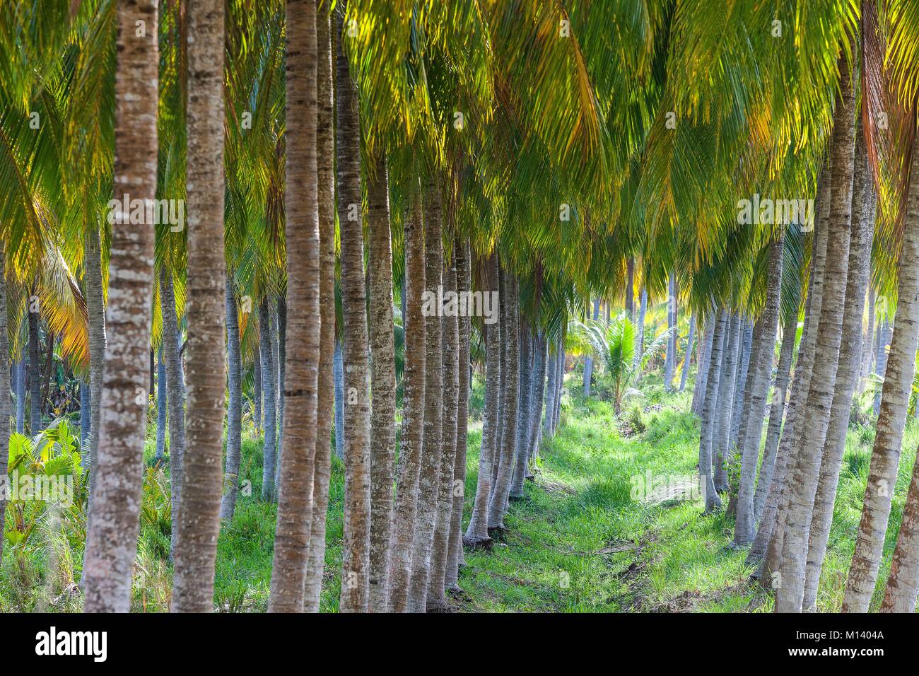 Cuba, province of Villa Clara, culture in the region of Remedios Stock ...