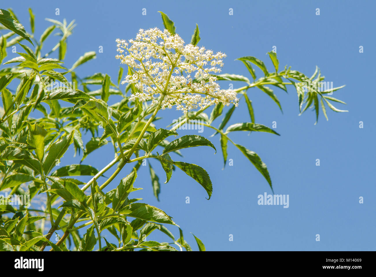 Elder tree flower hi-res stock photography and images - Alamy