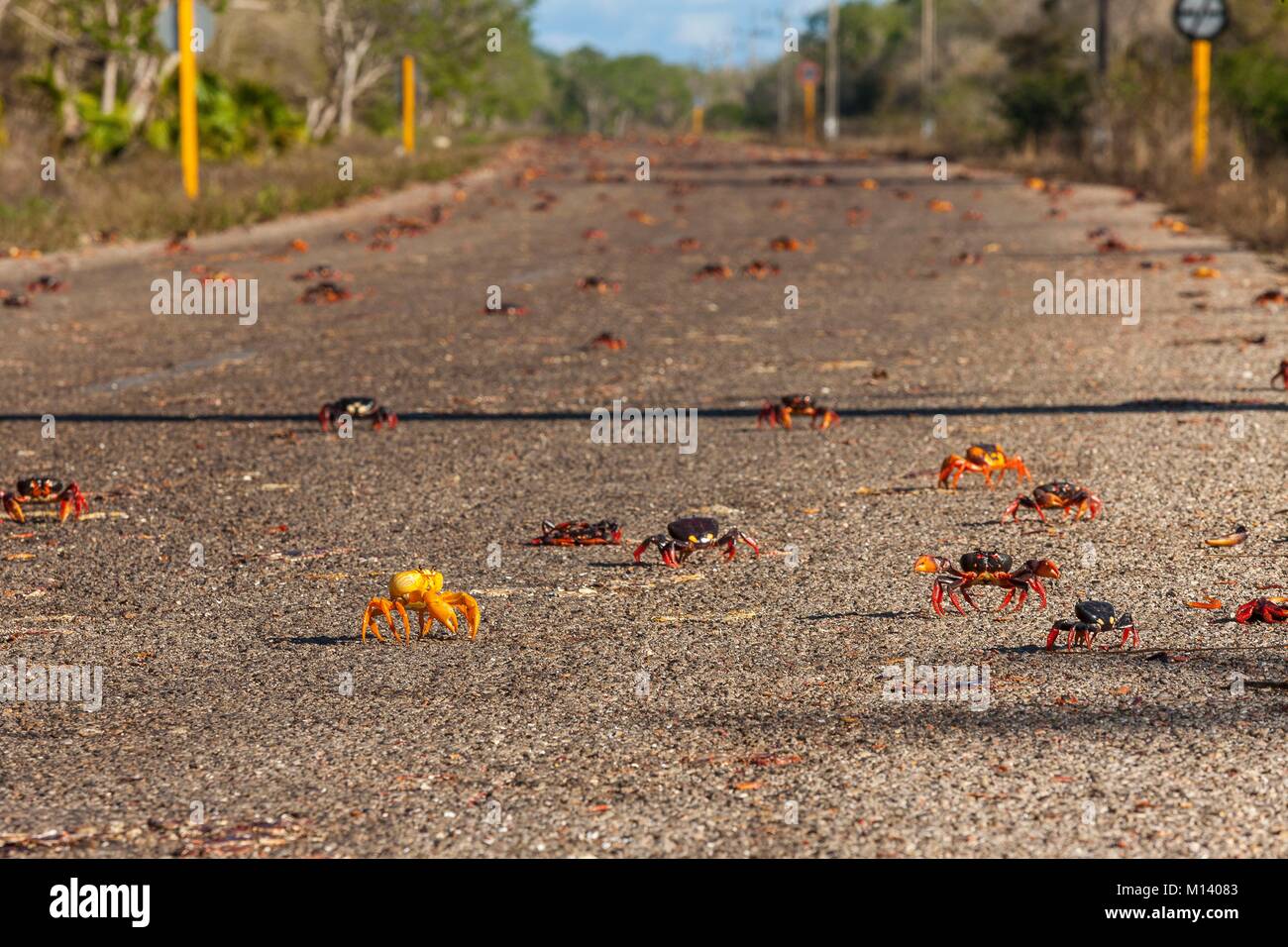 Cuba, Zapata Peninsula, Bay of Pigs, crabs cross the road to breed ...