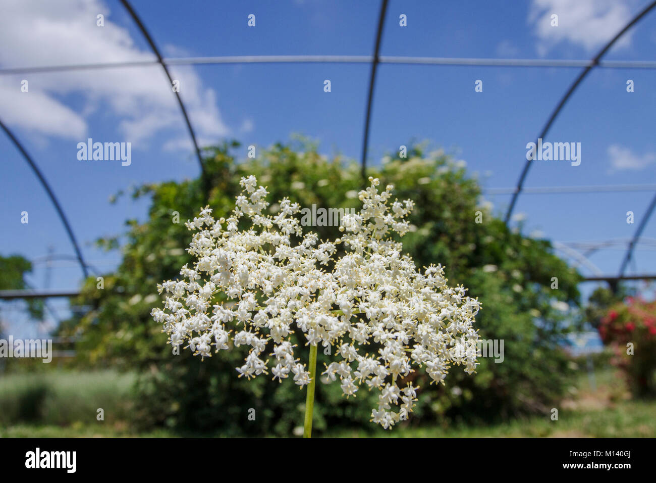 Sambucus nigra tree hi-res stock photography and images - Alamy