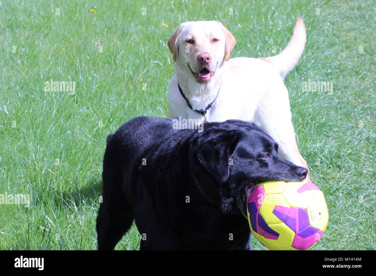 Buster and Sam Dog, yellow and black labs enjoying playing in a field ...