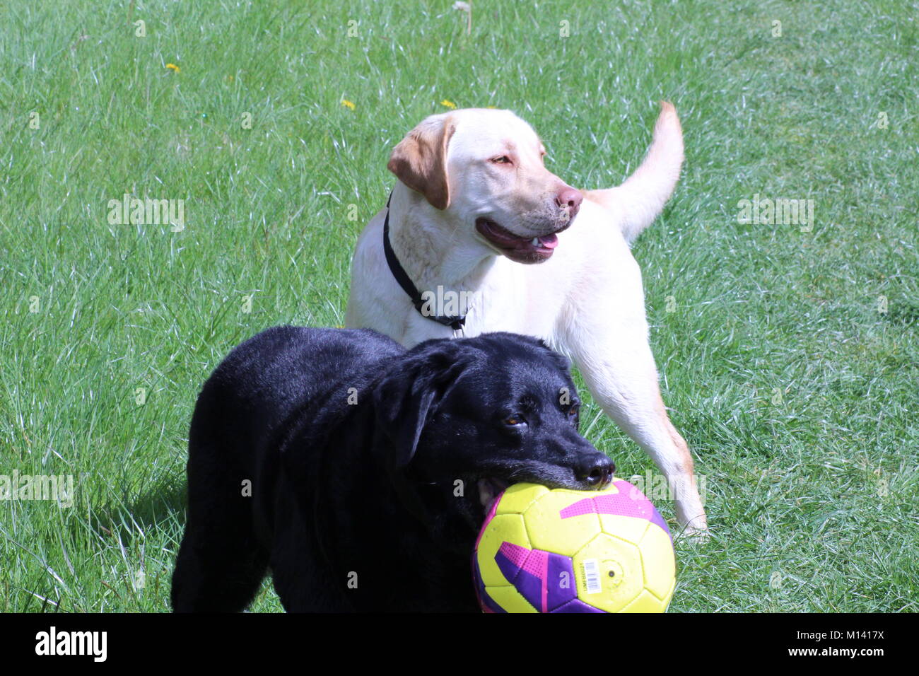 Buster and Sam Dog, yellow and black labs enjoying playing in a field ...