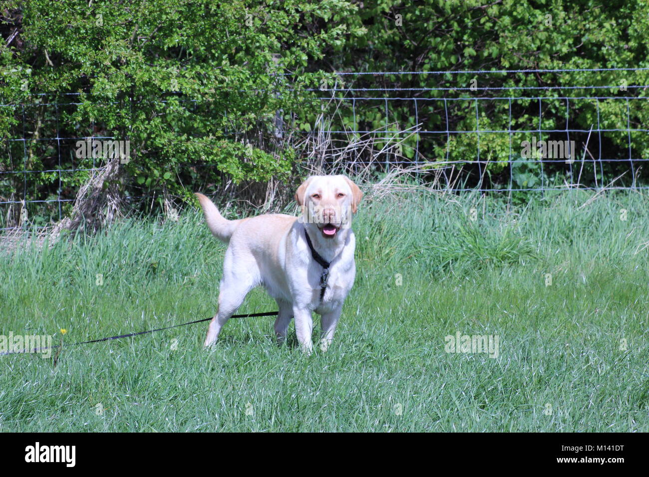Golden Labrador Portrait in the sun. Buster Stock Photo - Alamy