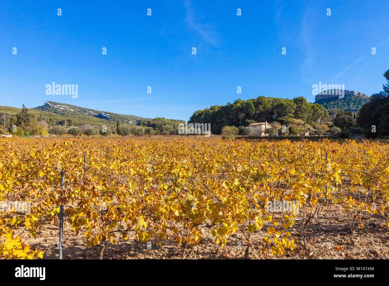 France, Bouches du Rhone, the vineyard of Cassis in autumn Stock Photo ...